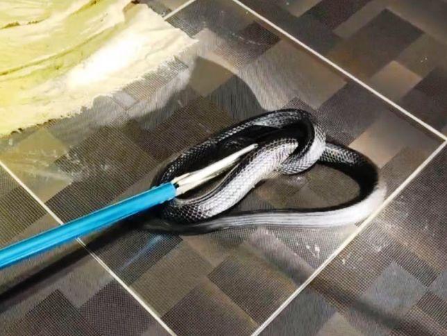 EKSPOSKALTIM - Heboh Sumatrana Ular Beracun di Bontang, Damkar: Jangan ...